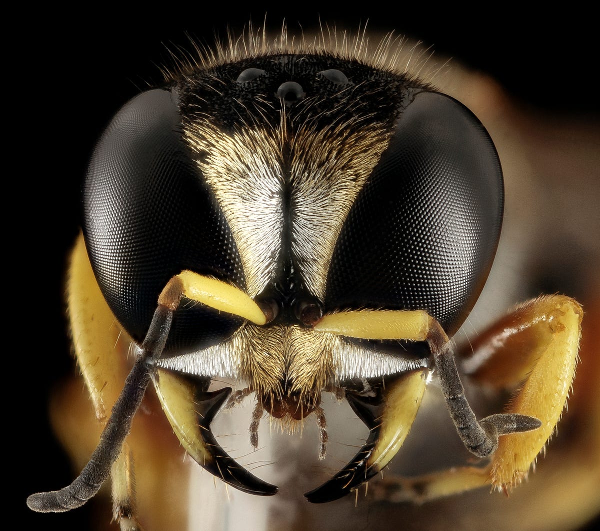 A Wasp Bit My Nose…. And it stung worse than piercing my… | by Natacha ...
