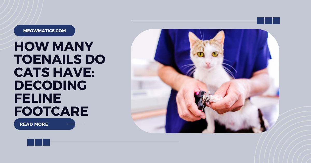 How Many Toenails Do Cats Have: Decoding Feline Footcare | by ...