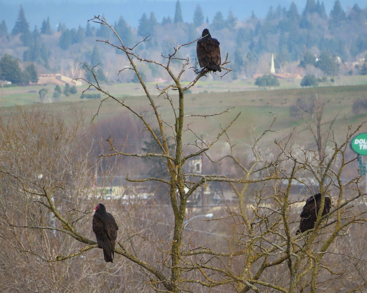 How Do Vultures Know When Something is Dying? | by Ismanuddin | Medium