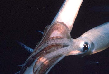 Scientists Find that Squid Can Detect Sounds | by Michael Bear ...
