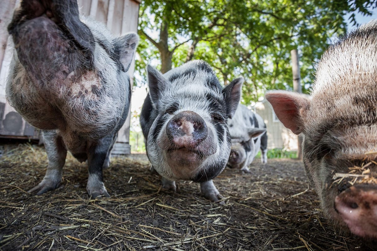 The Pot-Bellied Pigs Saved From the Underground Meat Market | by ...