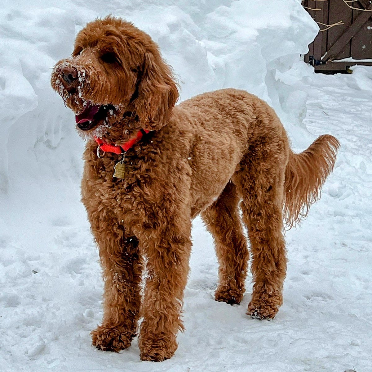 Unveiling the Charm of High Country Australian Labradoodles | by Draycot Meadows, LLC | Jan ...