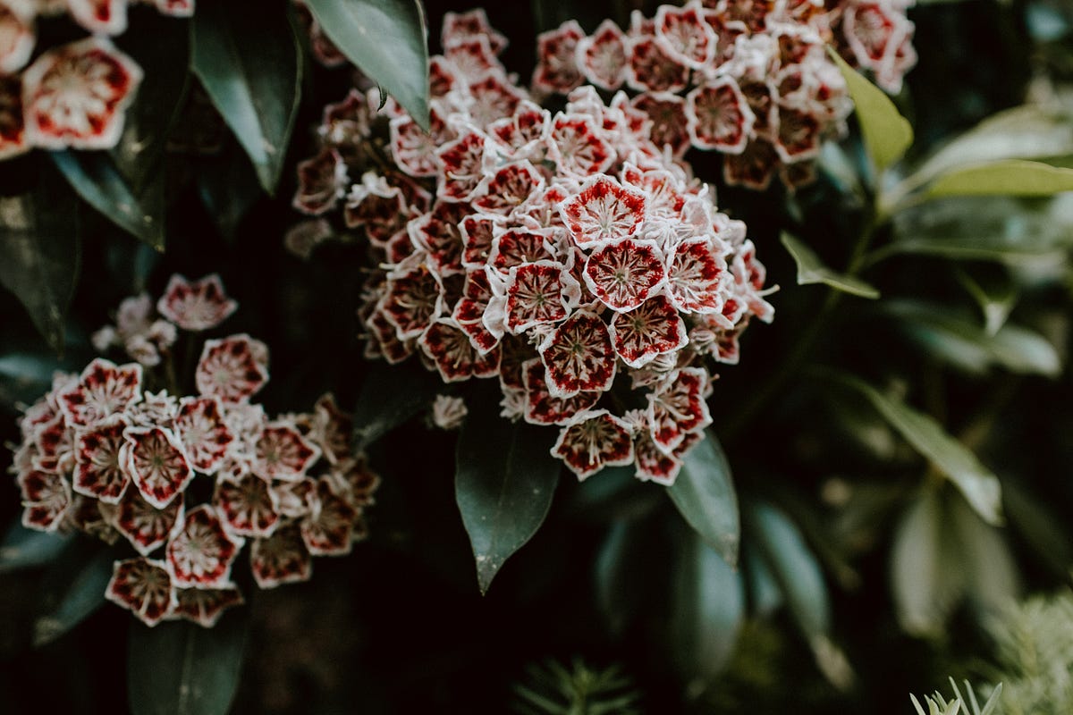 Dbscan Clustering With Hdbscan A Python Tutorial With Iris Dataset