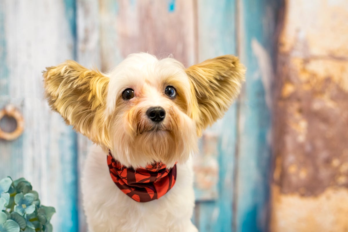 React Tips — useEffect, Load Data, and refs | by John Au-Yeung | DataSeries | Medium