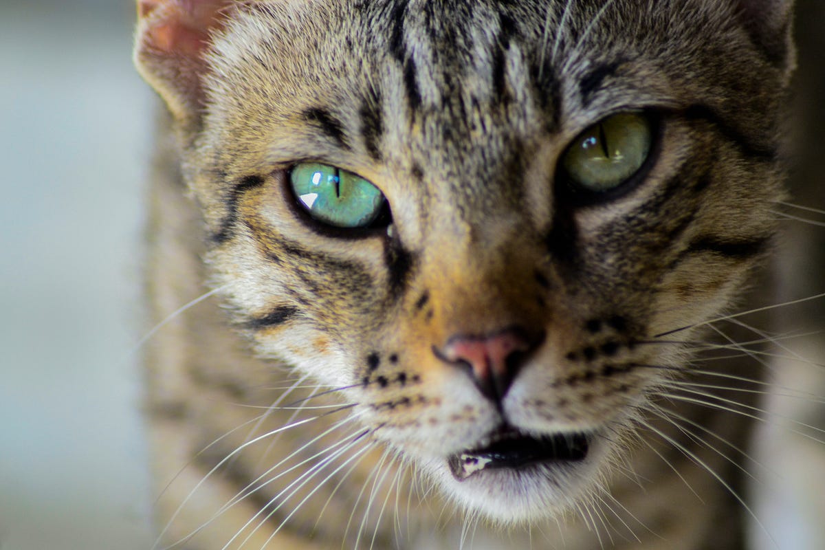 male-cat-names-the-best-names-for-your-male-cat-by-nameurpet-sep
