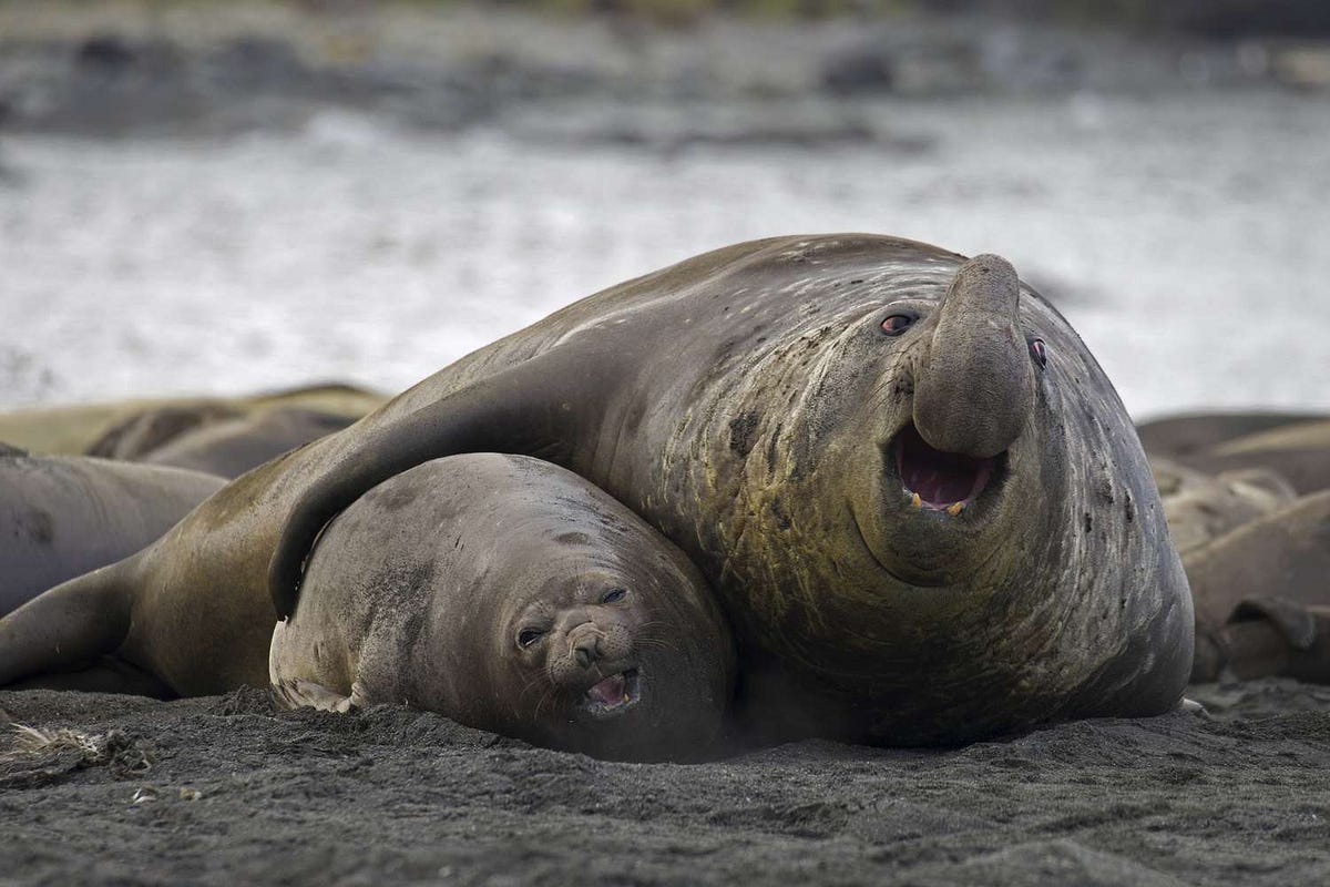 The Fascinating World of Sexual Dimorphism in Animals: Understanding ...