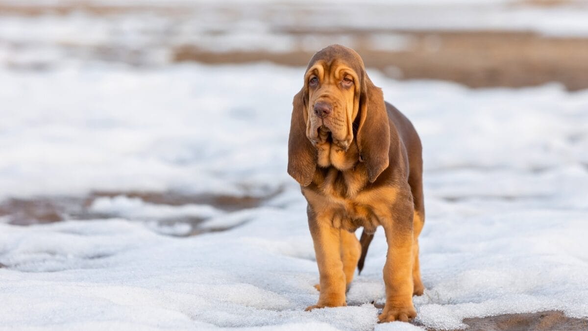 10 Dog Breeds with the Best Sense of Smell | by Davin Eberhardt | Medium