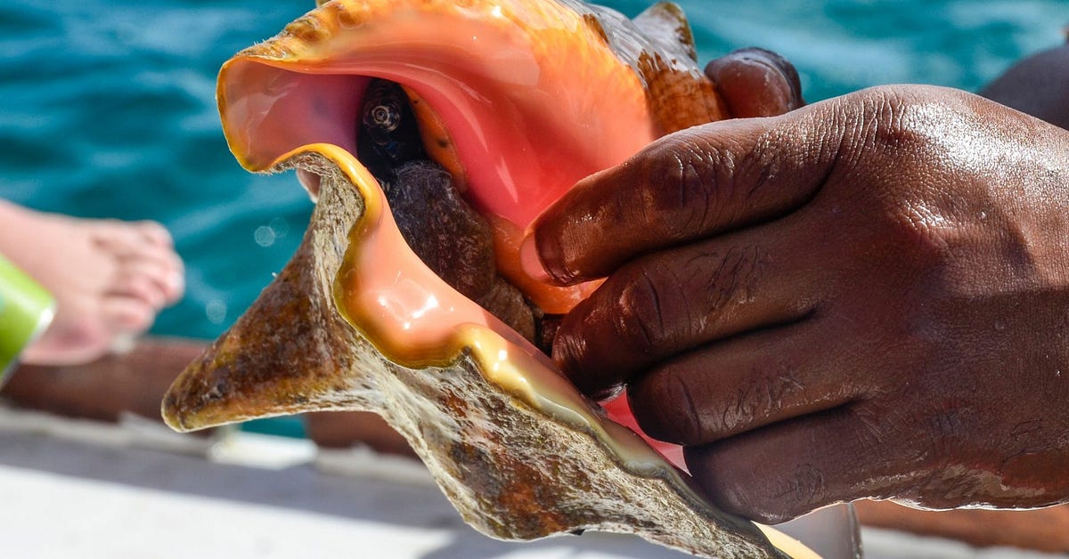 Conch Season in Belize Is Open — Here’s The Best Ways to Eat It | by ...