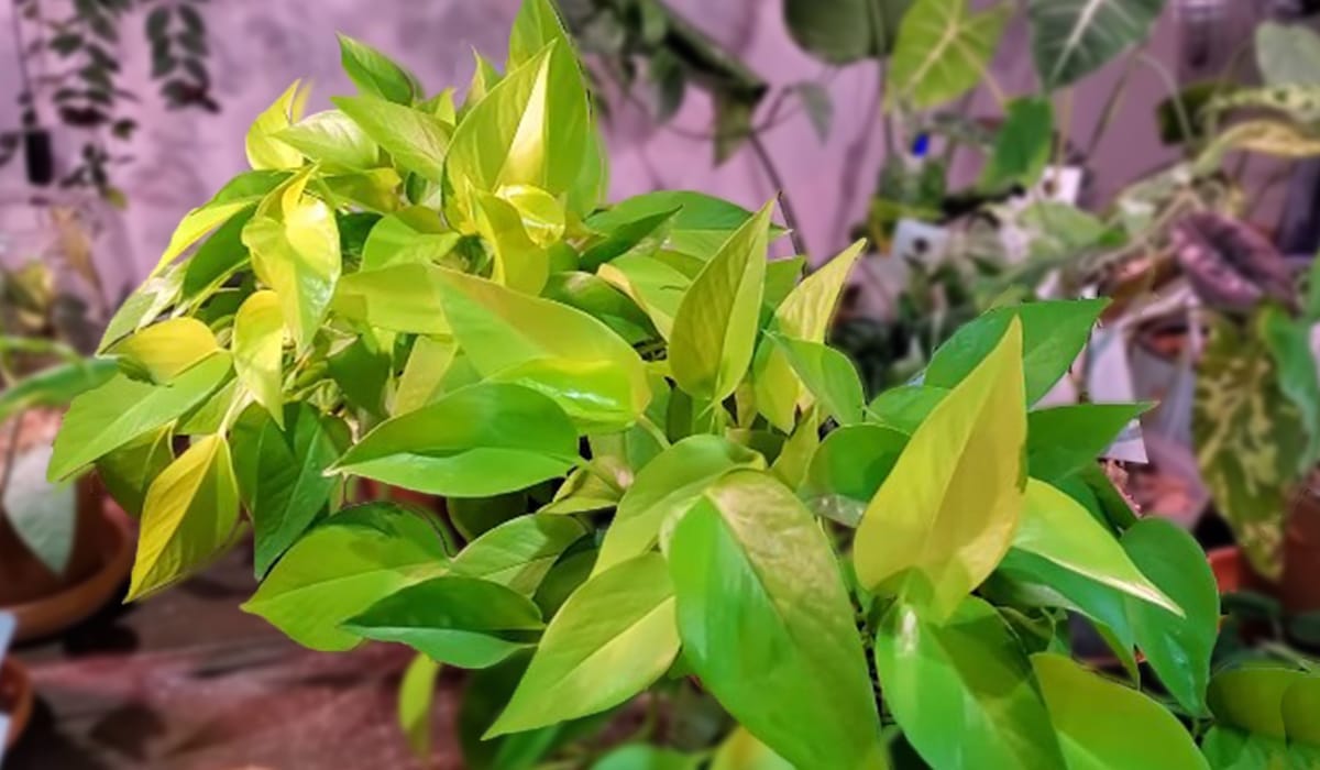 Neon Pothos Plant Care for Your Home | by Easy House Plants Care Ltd ...