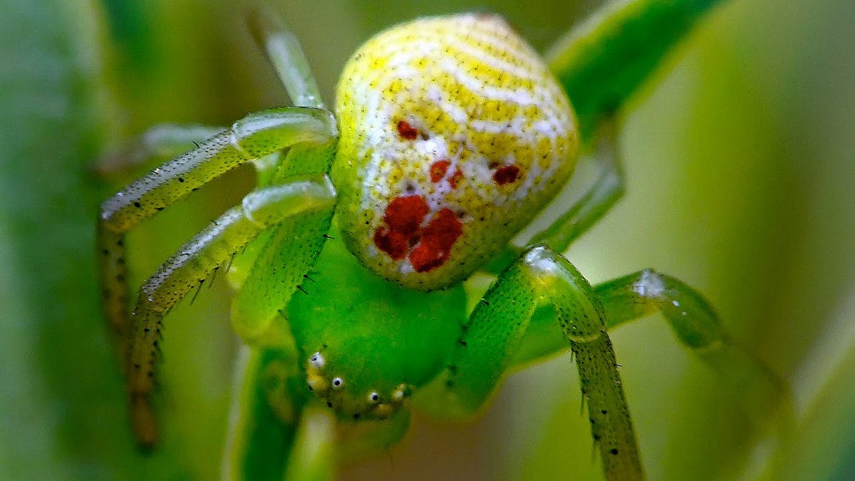 10 MOST UNUSUAL SPIDERS | by lazer88 | Medium