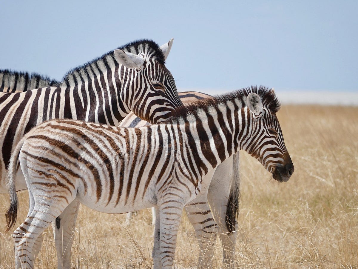 Which Animals Eat Zebras? A Safari Guide to Predators | by Animal of ...