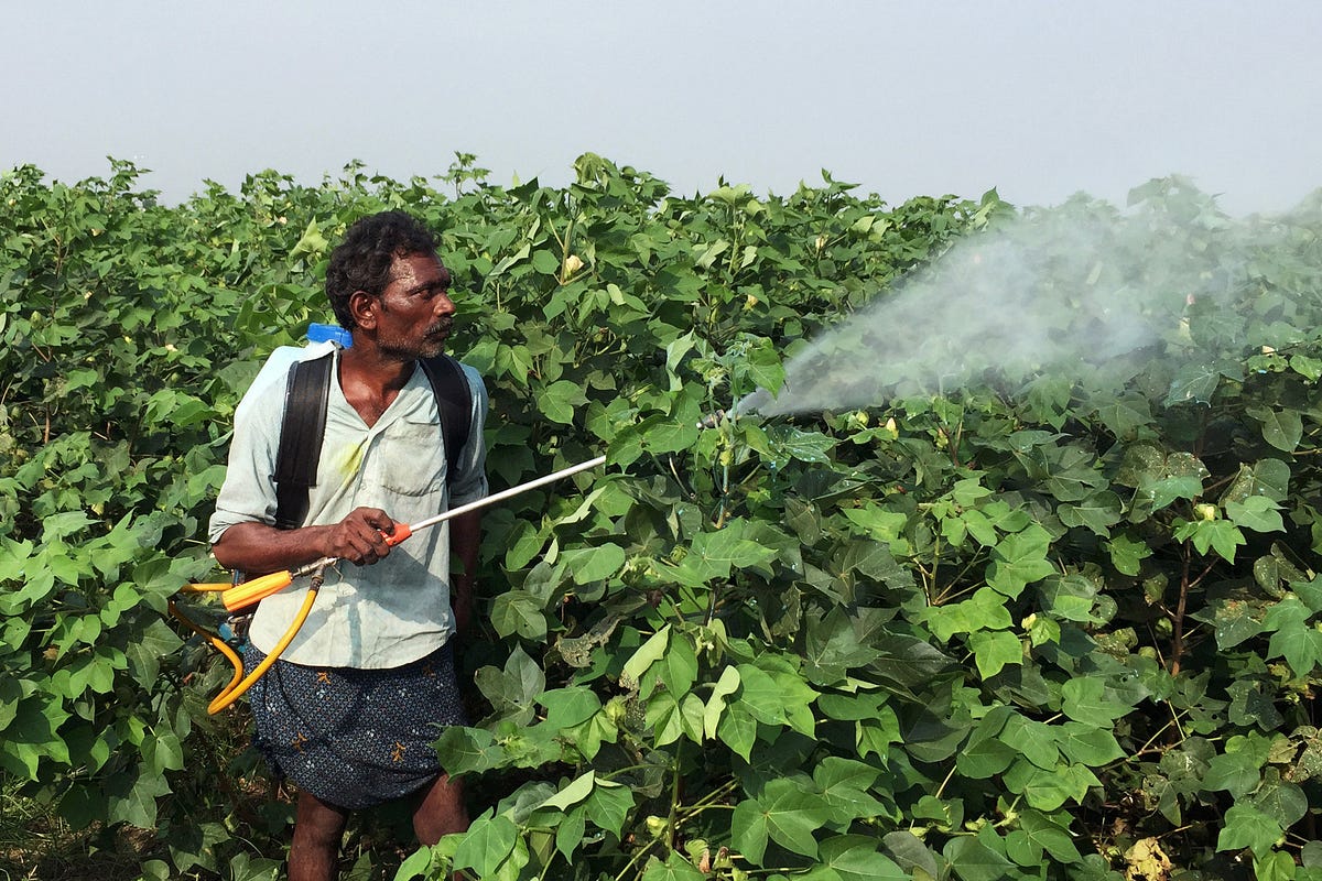 Why Cotton is the “Dirtiest Crop on Earth” | by Brayden Dack | Medium