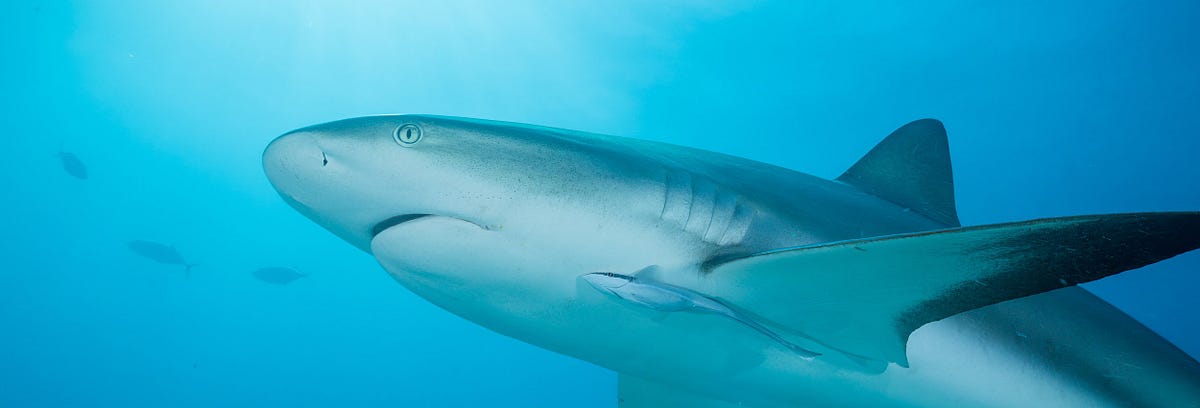 Shark Feeding in Scuba Diving: Weighing the Pros and Cons | by Doug ...