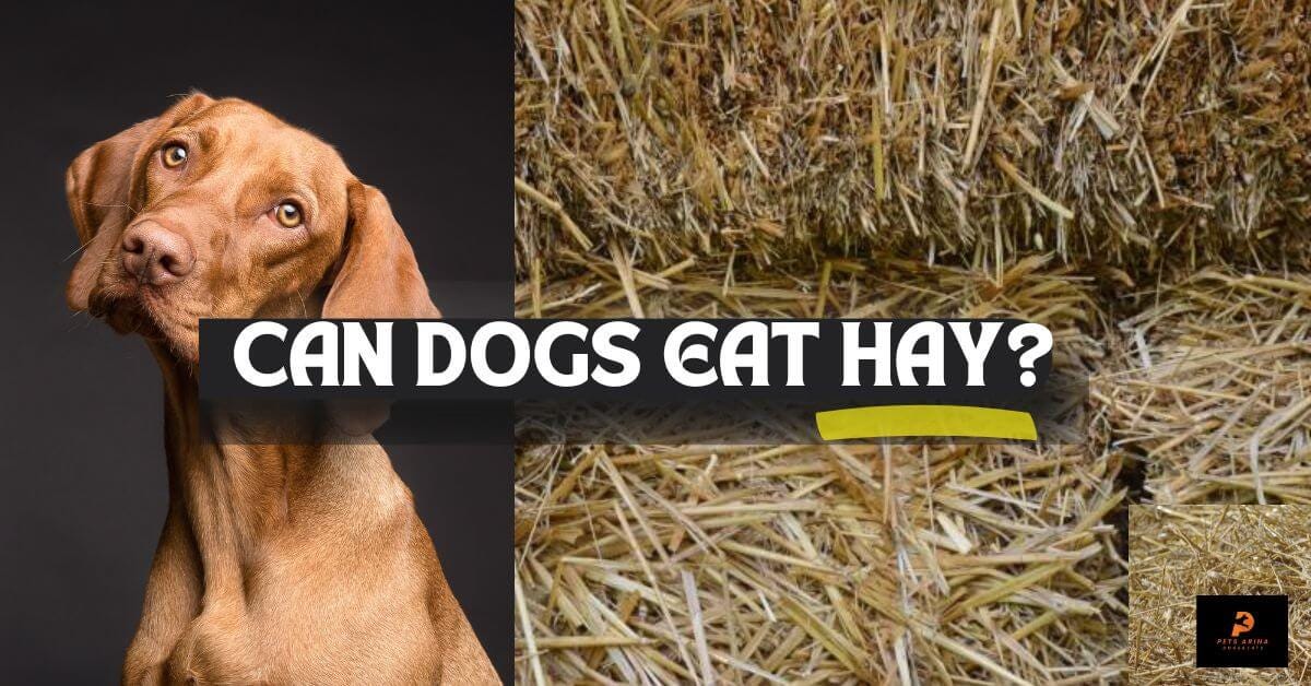 Can Dogs Eat Hay? Risks, Guidance & Facts - Pets Arina - Medium