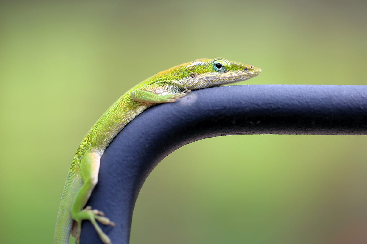 My Anoles Are My Favorite Part of My Big Back Yard | by Jo An Fox-Wright Maddox | Dancing ...
