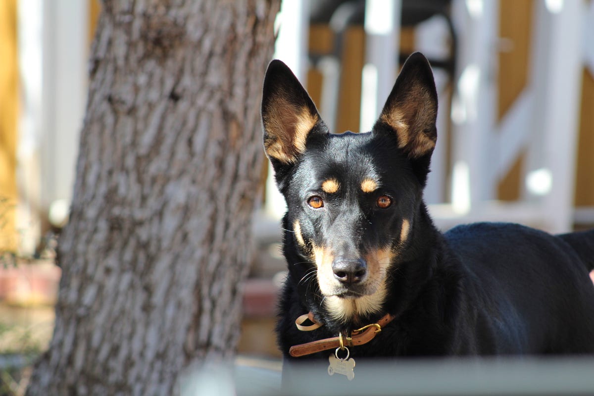 Get a Kelpie, They Said. These are not beginner dogs. | Medium