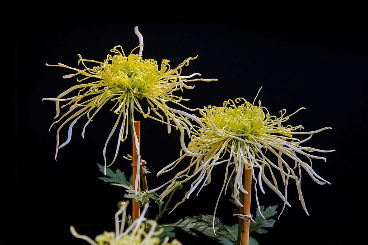 Exploring Chrysanthemum Types: Shapes, Colors, and More! | by Peggie ...