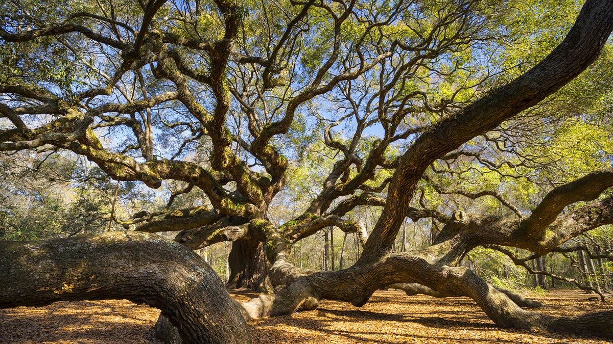 The Teacher Tree. The tree-trunk forms one half of a tree… | by Sami ...