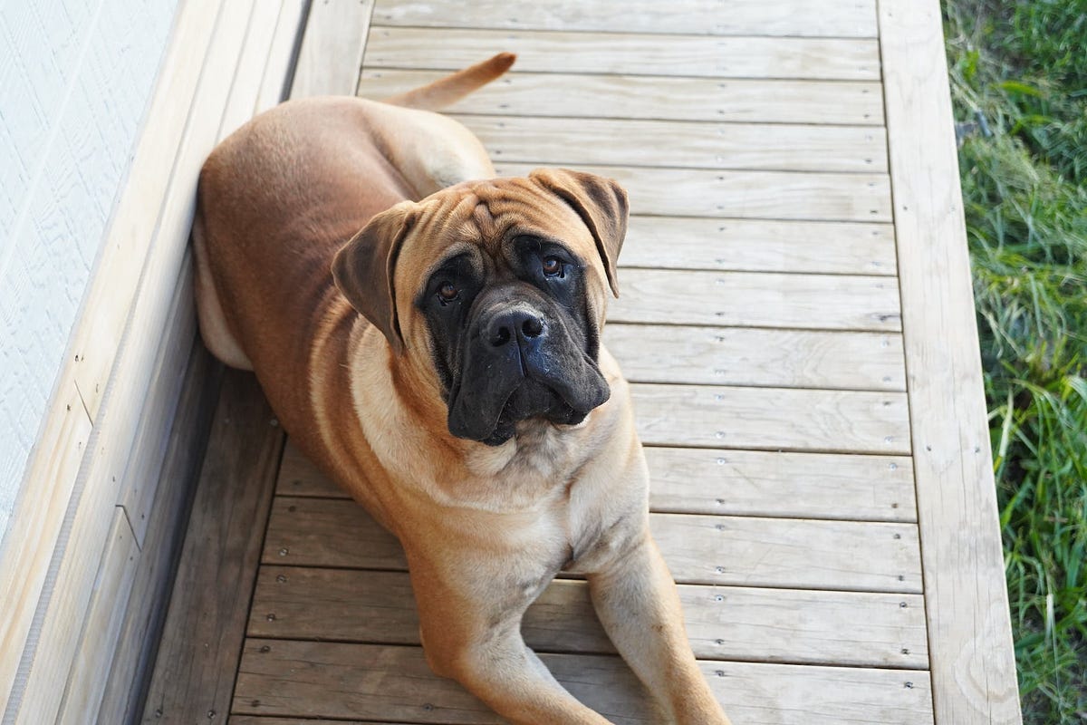 Top 5 Strongest Dog Breeds — Fur The Pup’s Blog | by Fur The Pups | Medium