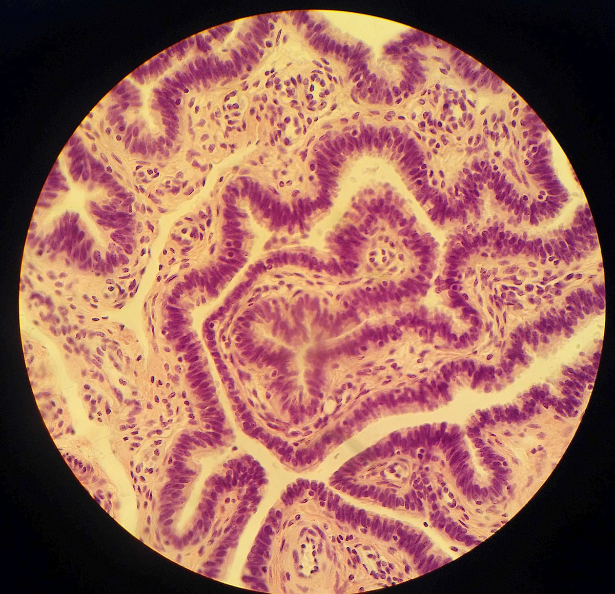 Probing mouse fertility | by eLife | Health and Disease | Medium