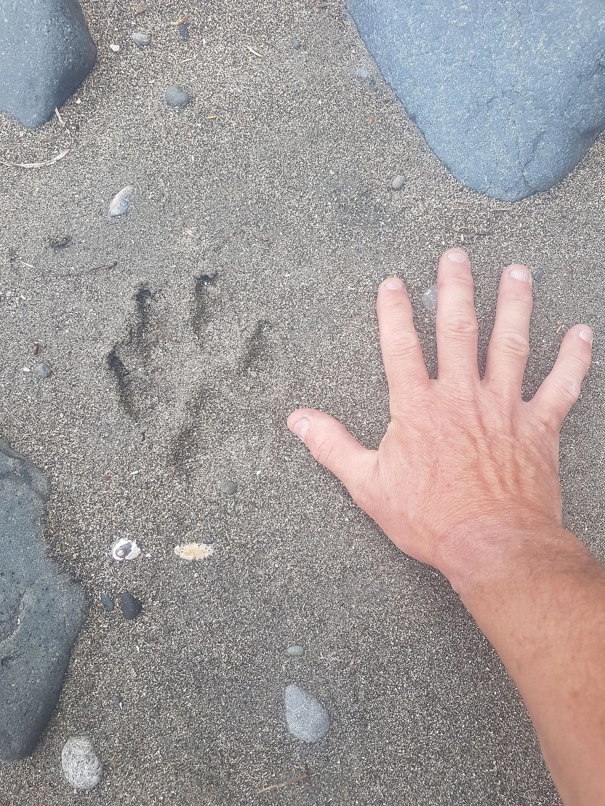 450 km West Coast Solo Kayak trip — Part 5 | by Mark Greir | Medium