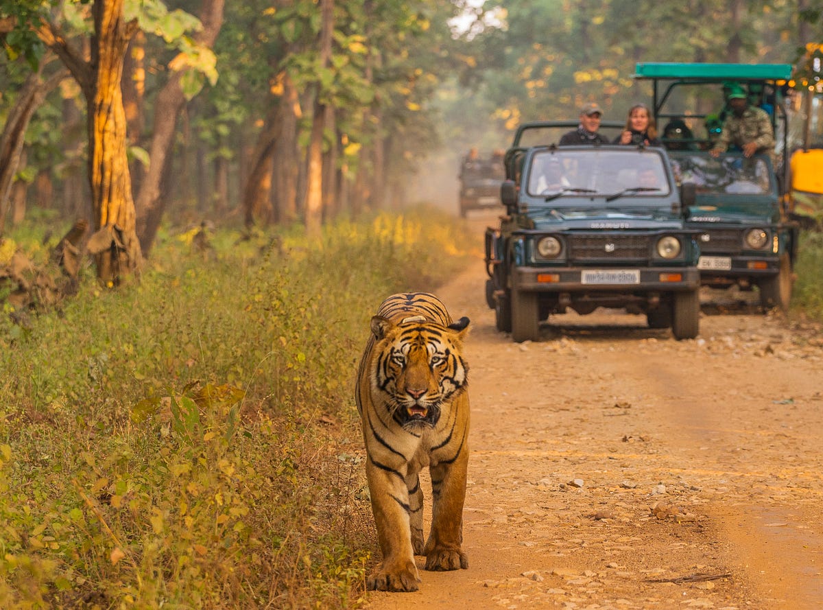 Mudumalai Tiger Reserve. Mudumalai Tiger Reserve is a wildlife… | by ...