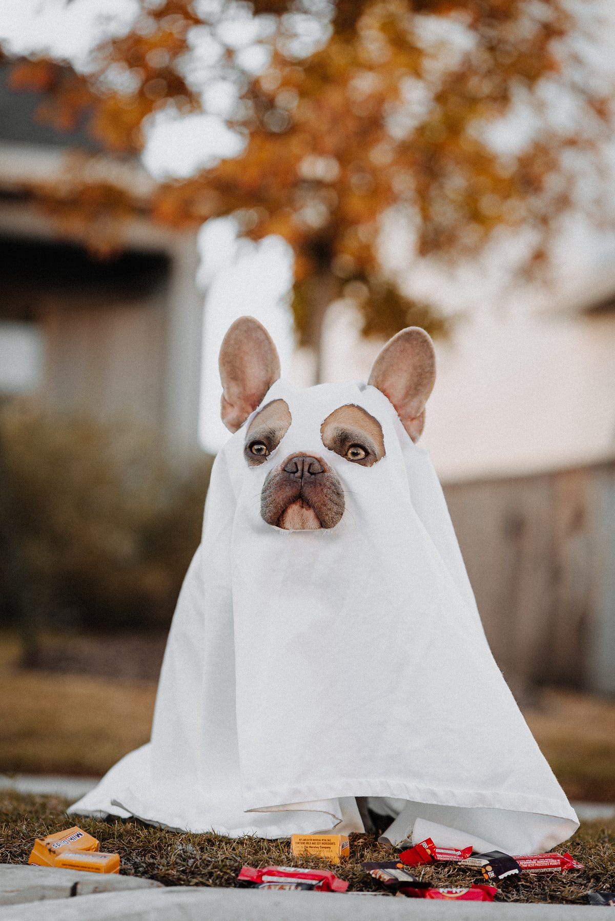 Fall Names For Dogs | Medium