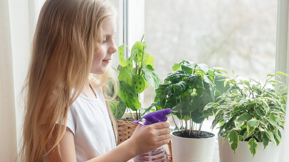 Be Like Timothy, Grow Your Tomato! - Taylor Beaman - Medium