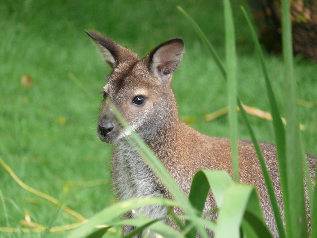 More Useful DOM Traversal Methods | by John Au-Yeung | Level Up Coding