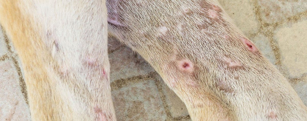 How to Treat Dog Injuries from Fights: Quick & Effective Tips | by Fran ...