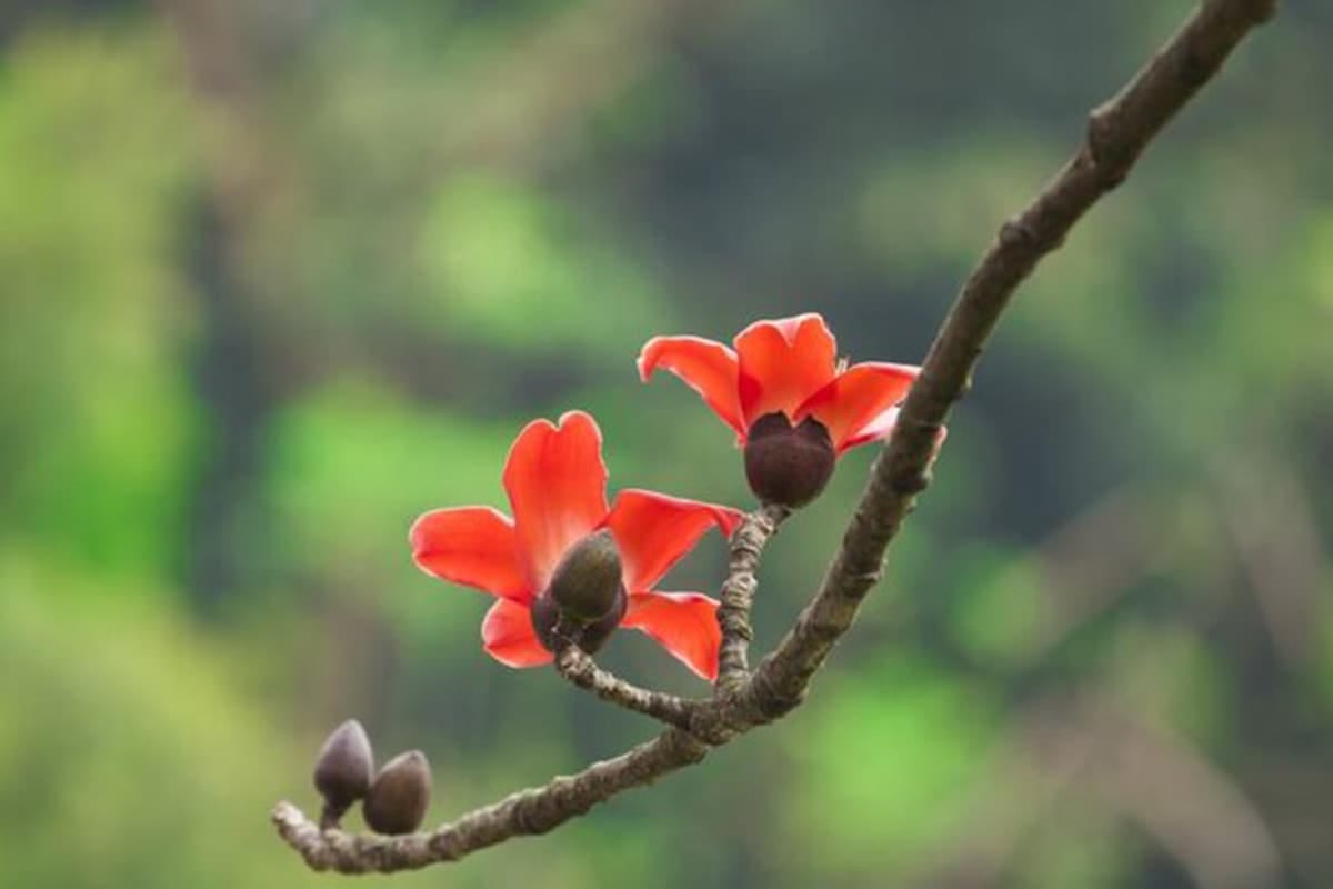 10 Flowers That Bloom in February | by Peggie Wang | Jul, 2023 | Medium