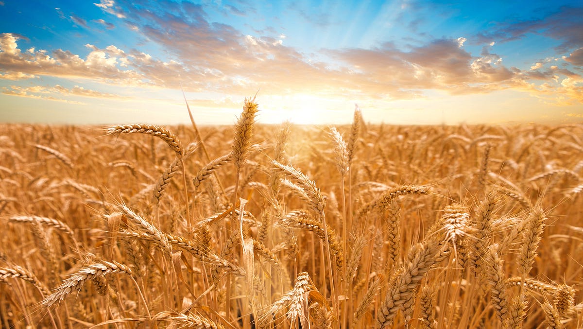 The Importance Of Wheat From Month API In Climate Change Studies | by ...