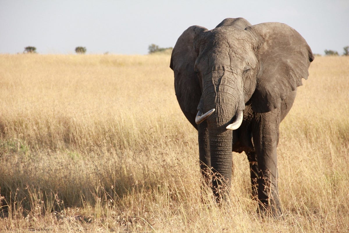 Facts About African Elephants | by Gypsy Tanzania Tours | Medium