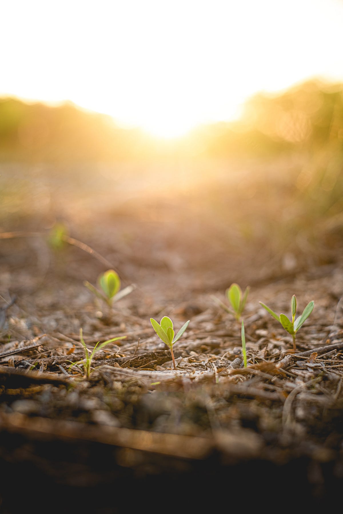 Seed's journey. Poem | by Anjali Sharma | Aug, 2023 | Medium