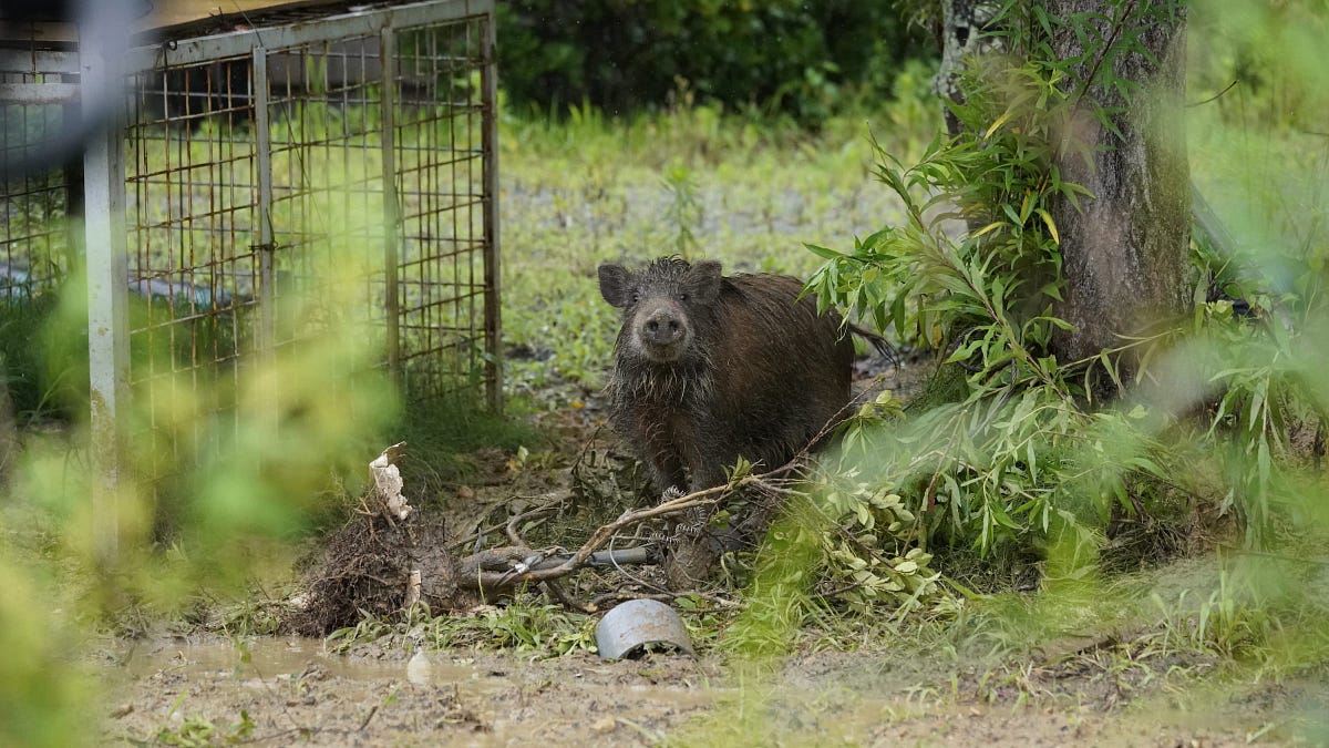 The Toxic Pigs of Fukushima: Living Inside a Disaster’s Afterlife | by ...