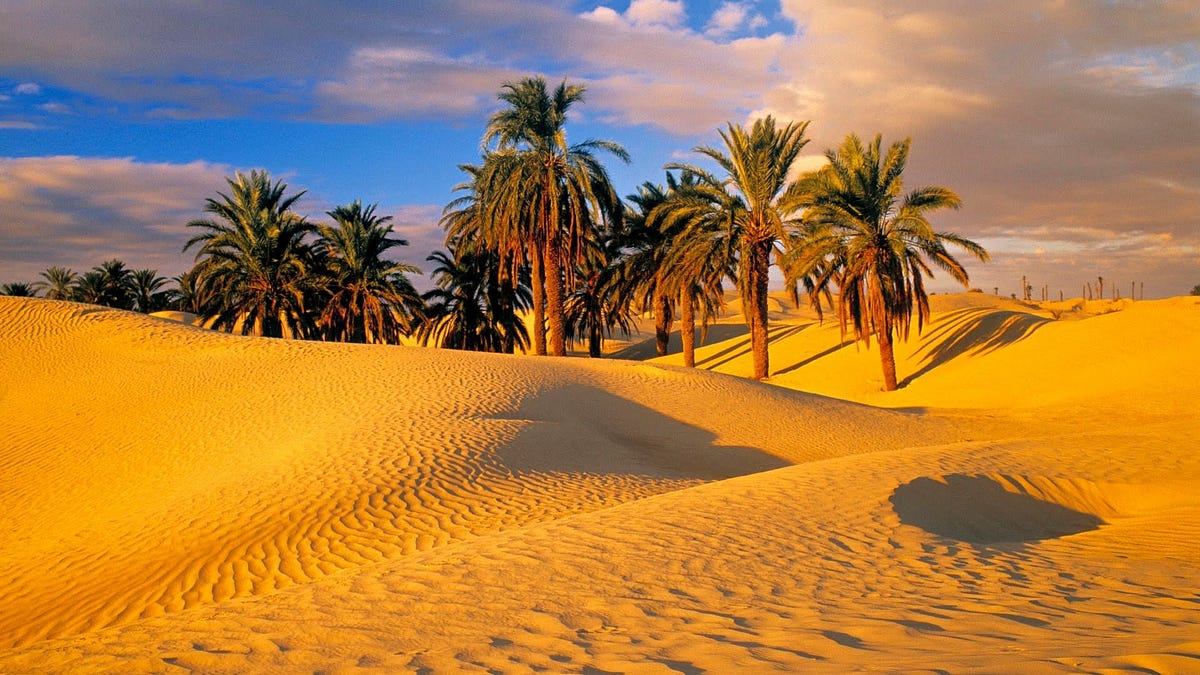 In Defense of Palm Trees: Why Desert Ecosystems Need Them More Than Ever? | by Dr Manoj K M ...