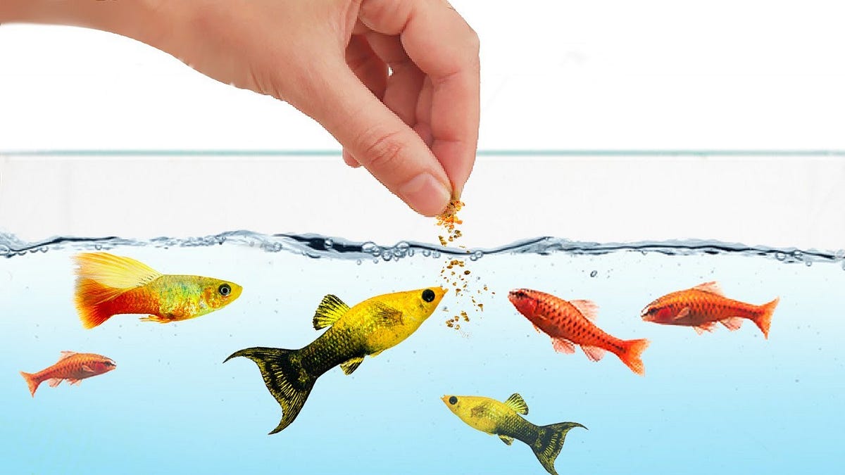 Why The Saying “Fish Don’t Die from Starvation, Only from Overfeeding ...