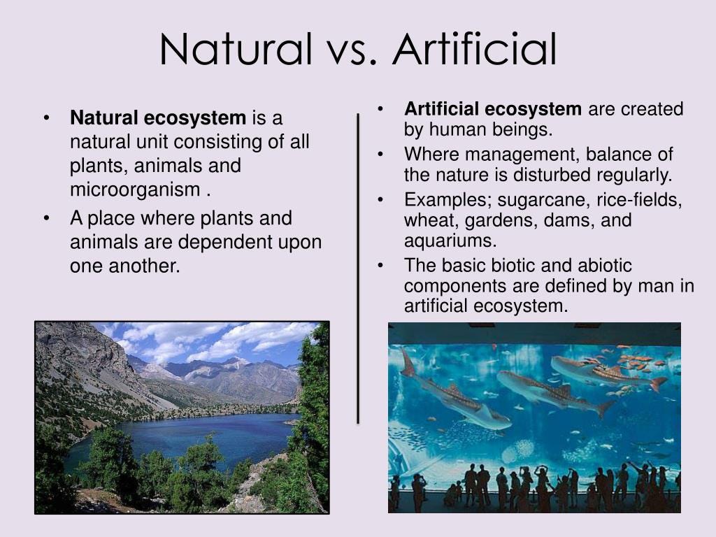 “Synthetic Serenity: Exploring the Beauty and Complexity of Artificial ...