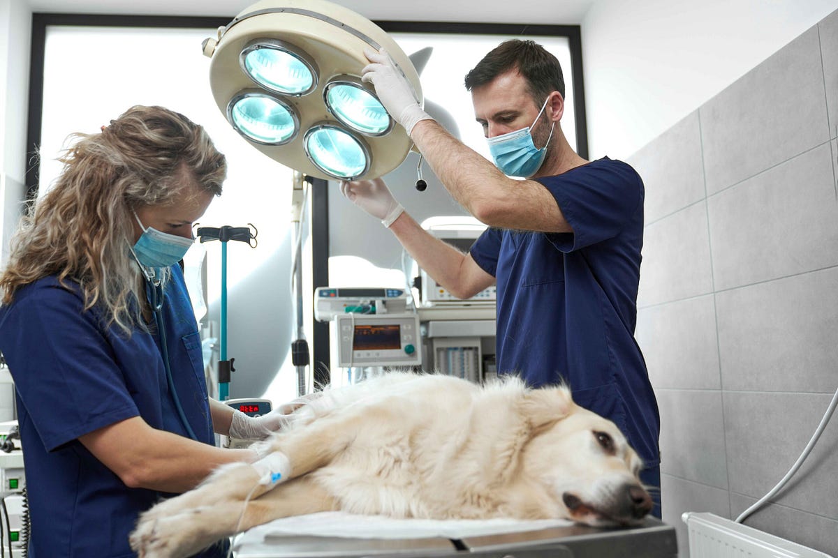 Urgent Cardiac Care: How Immediate Action Can Save Your Dog’s Life | by ...