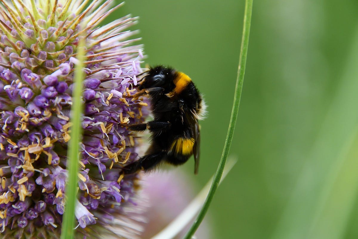 Ways To Get That Buzz. Techniques The Best Writers Use to Keep… | by ...
