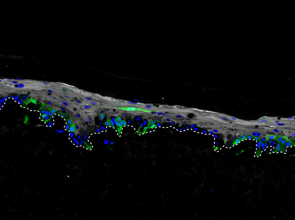 Keeping cells past their expiration date | by eLife | Health and ...