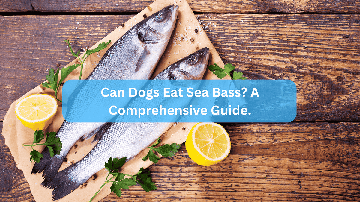 Can Dogs Eat Sea Bass? A Comprehensive Guide. | by Kartikey dwivedi ...
