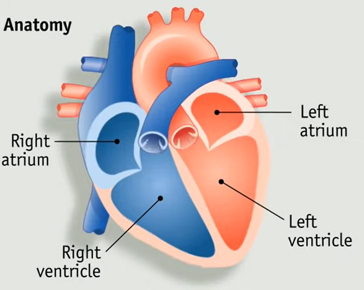 How do Pacemakers work?. Your pacemaker stimulates your heart… | by ...