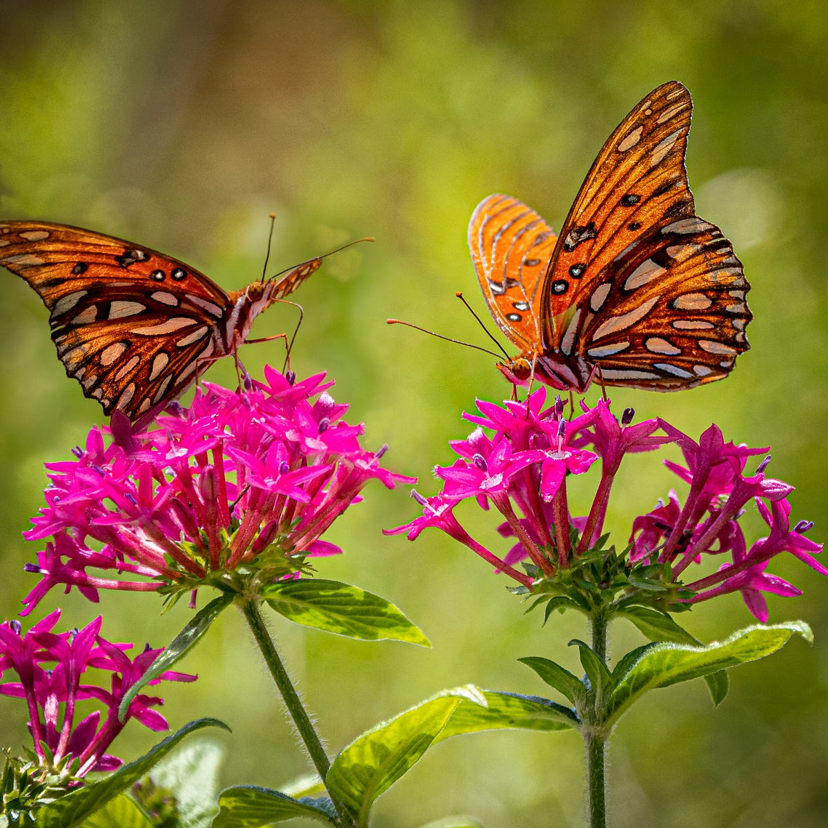 A Celebration of Cross-Pollination | by Tree Langdon | ILLUMINATION ...
