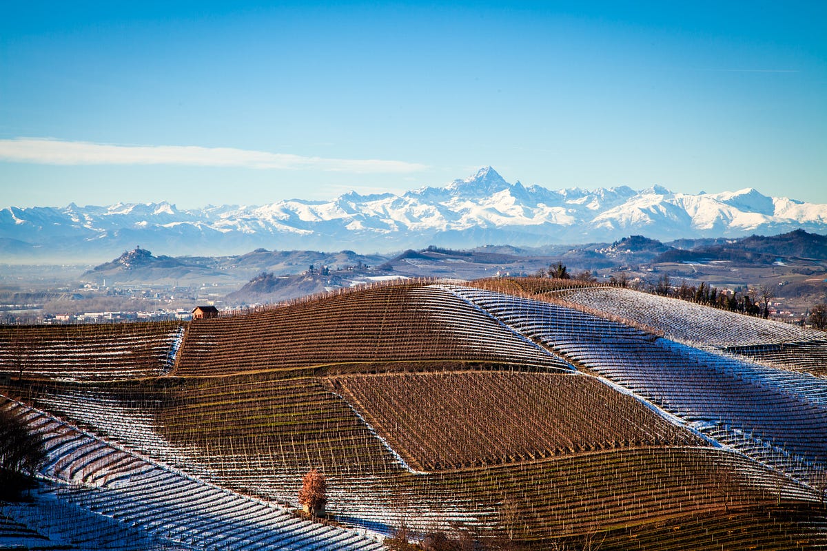 Introduction to Nebbiolo. Nebbiolo is one of the most revered and… | by ...