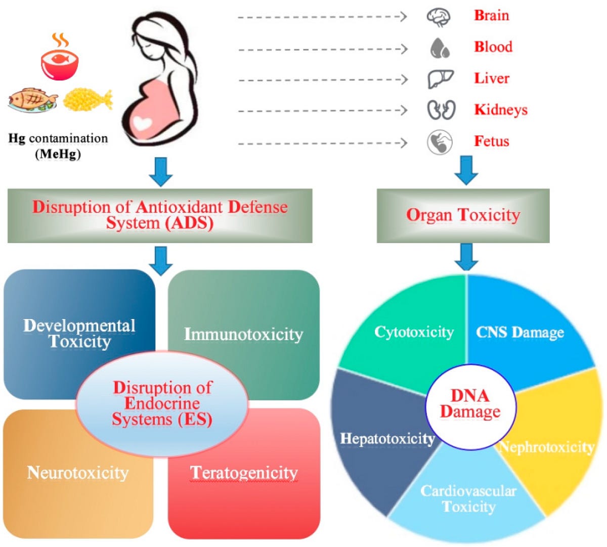 Pregnancy Complications Linked to High Mercury Levels in Fish ...