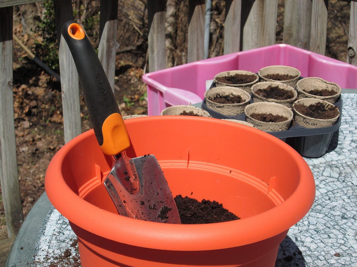 Growing Sweet Corn In Containers | by John Walker | Medium