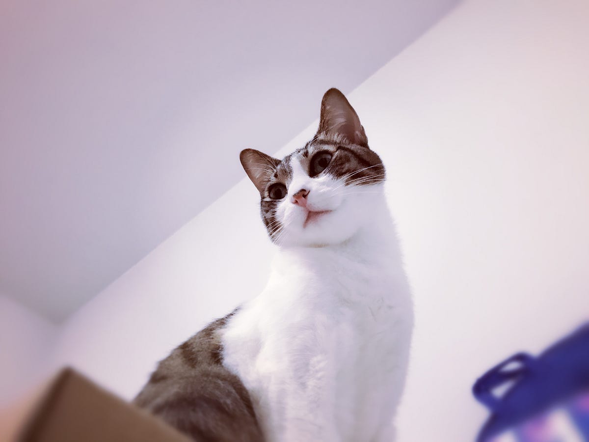 Can We Clean a Cat’s Ears Every Day? Insight from Expert! | by Pet ...
