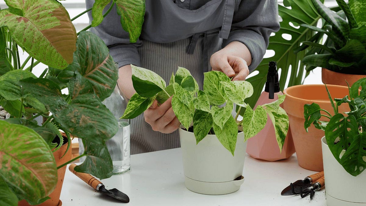 Best Pothos Pots: 7 Types + Our TOP PICKS for Planters | by Davin ...