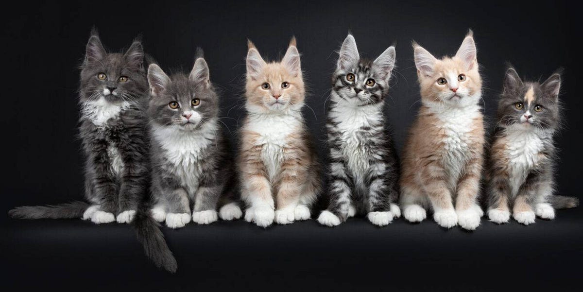 7 Maine Coon Coon Colors: An Overview | by Maine Coon Cats | Medium